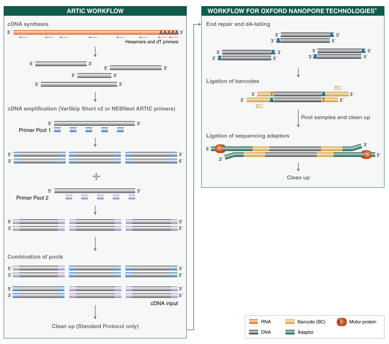 NEBNext® ARTIC SARS-CoV-2 Companion Kit (Oxford Nanopore Technologies ...