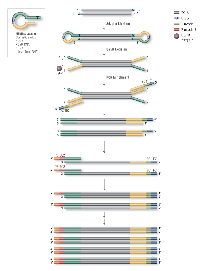NEBNext® Multiplex Oligos for Illumina® (96 Unique Dual Index Primer ...