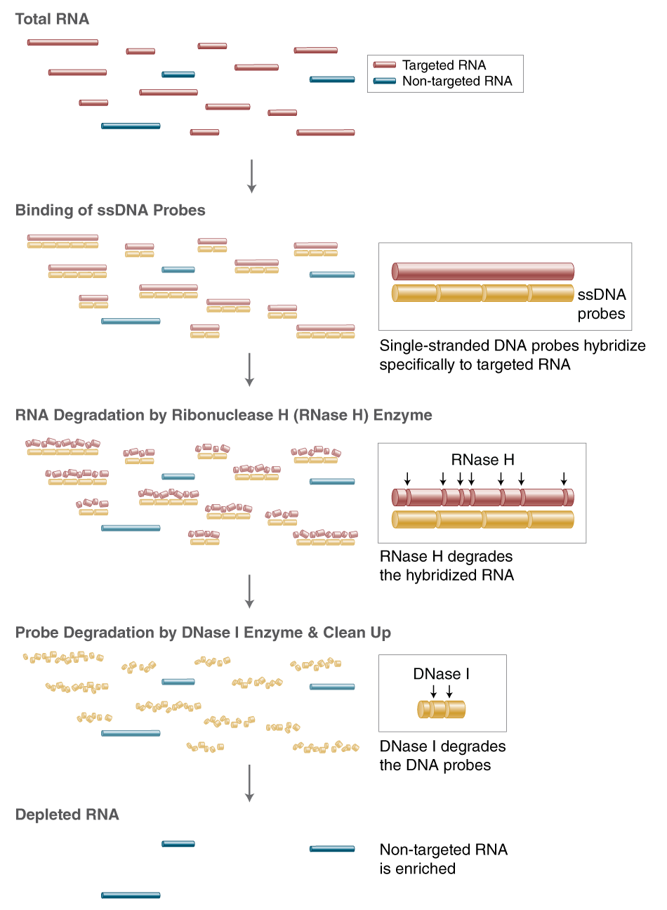 NEBNext® RNA Depletion Core Reagent Set | NEB