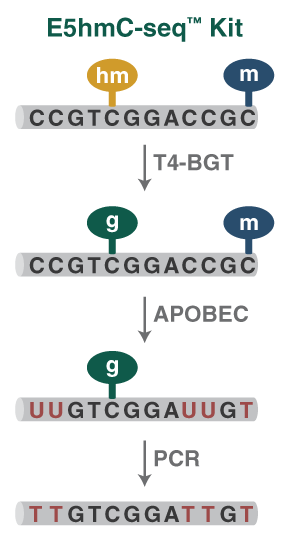 NEBNext® 酶学转化法 5hmC 甲基化建库试剂盒 | NEB