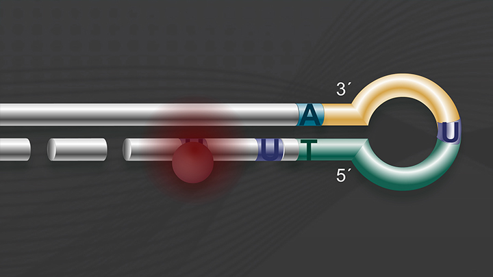 NEBNEXT® Ultra II DNA Library Prep Protocol | NEB