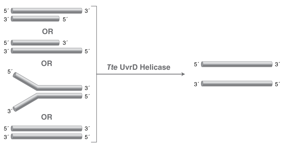 Tte UvrD 解旋酶 | NEB