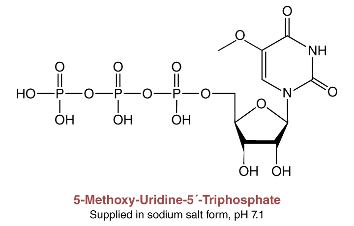 5-甲氧基尿苷三磷酸（5-Methoxy-UTP） | NEB