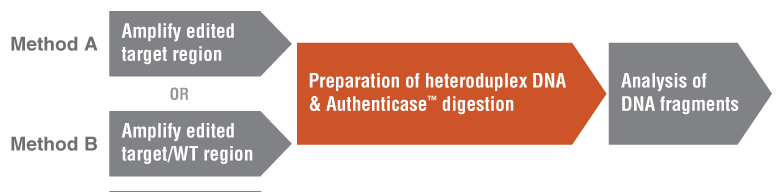 Mismatch Detection Assay (NEB #M0689) | NEB
