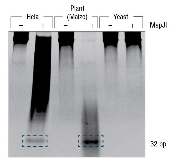Restriction Enzymes for Epigenetic Analysis | NEB