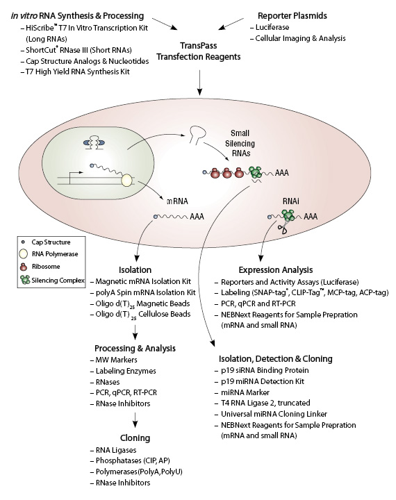 RNA Cloning | NEB
