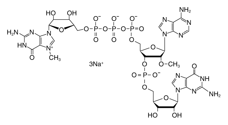 HiScribe® T7 mRNA 合成试剂盒（含 CleanCap® Reagent AG） | NEB