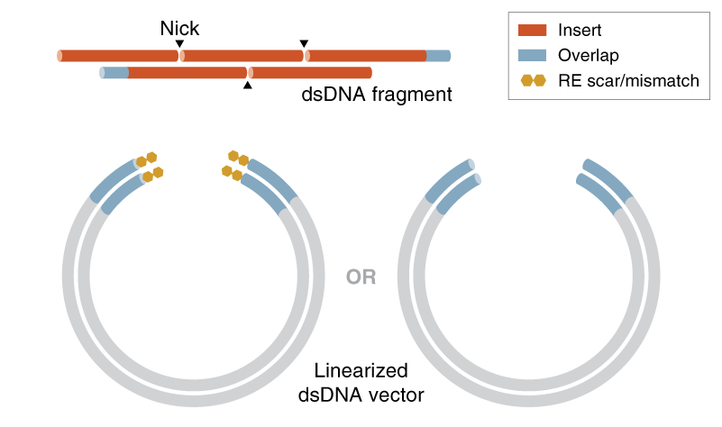 Protocol for assembling annealed DNA oligonucleotides and a double ...