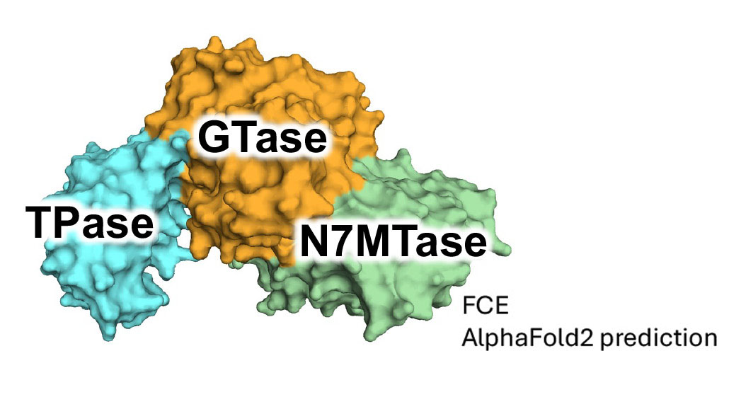 The mechanics of mRNA capping enzymes | NEB