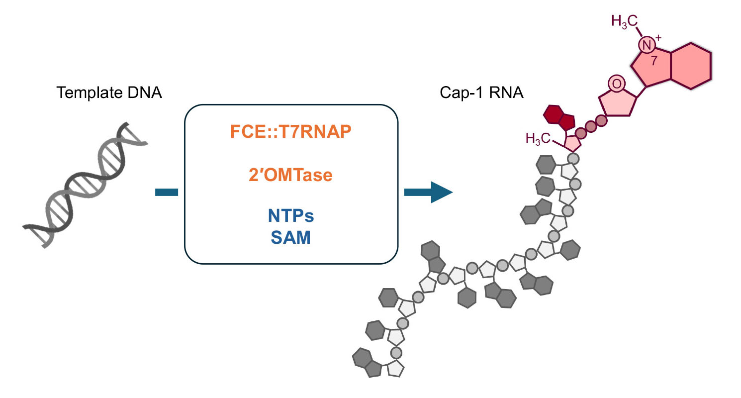 Enzymatic co-transcriptional capping technologies | NEB