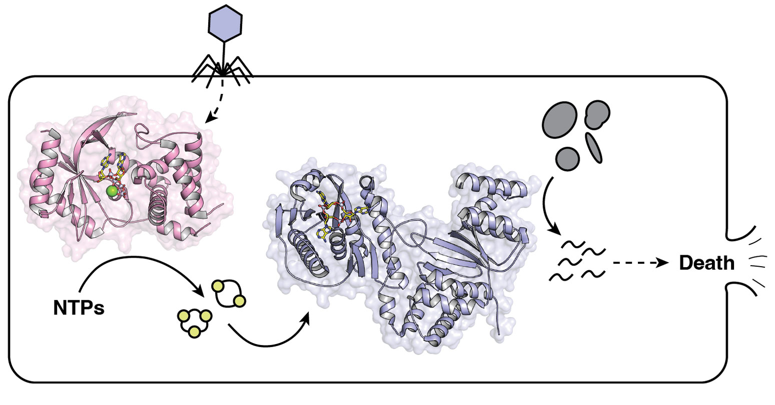 Mechanisms and applications of immune enzymes | NEB