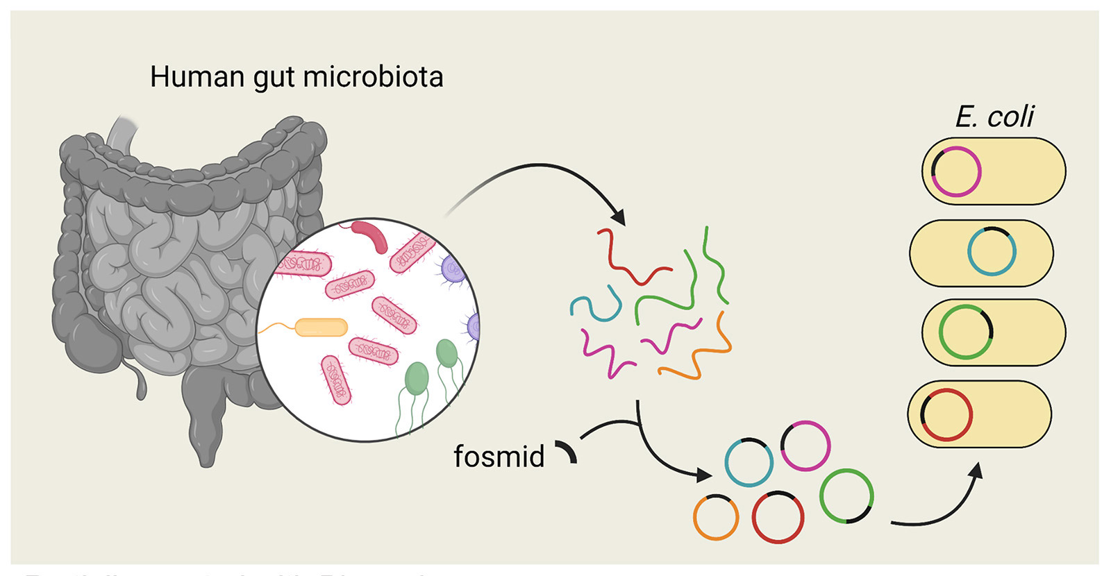 Fosmid DNA library construction | NEB