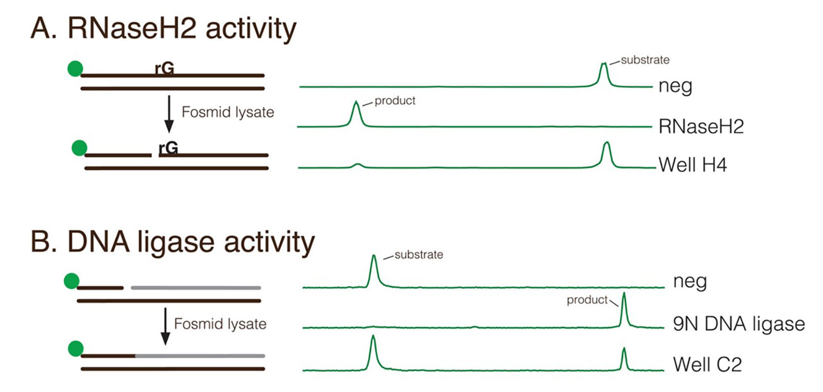 Functional metagenomics screening for enzyme discovery | NEB