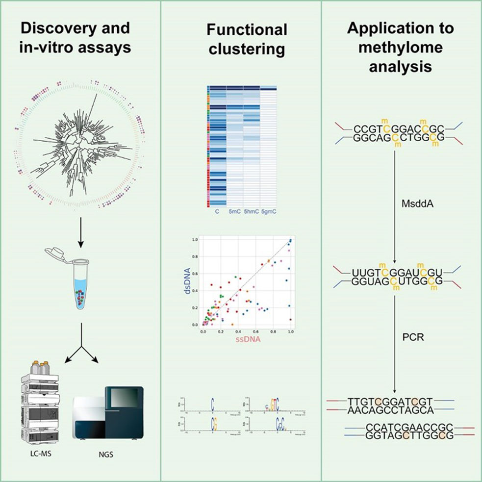 Discovery of novel deaminases and developing better enzyme-based ...