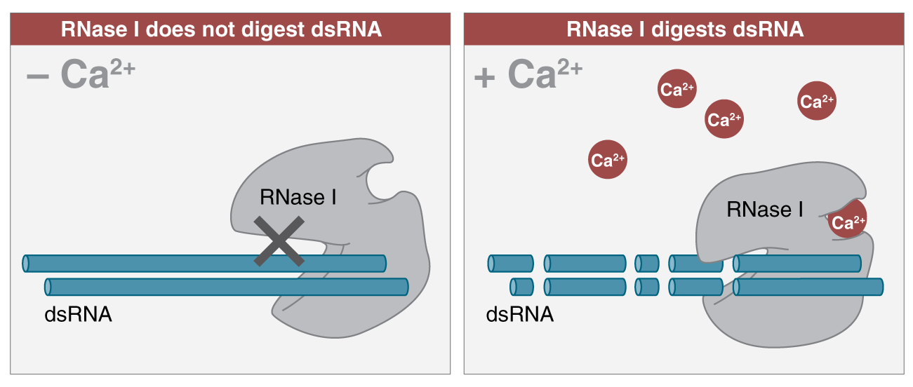 Discovery of nucleotide and sequence-specific endoribonucleases | NEB