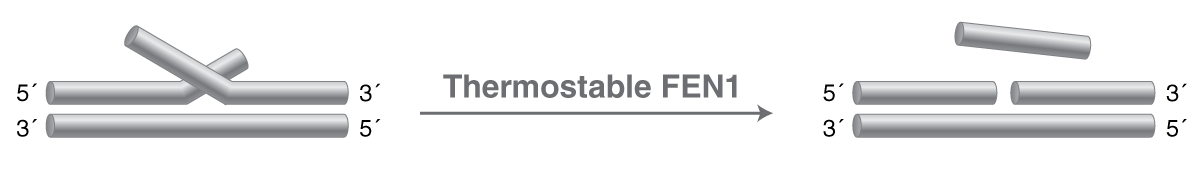 Enzymes for Innovation (EFI) | NEB