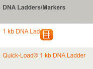 Marker 和 Ladder 产品 | NEB