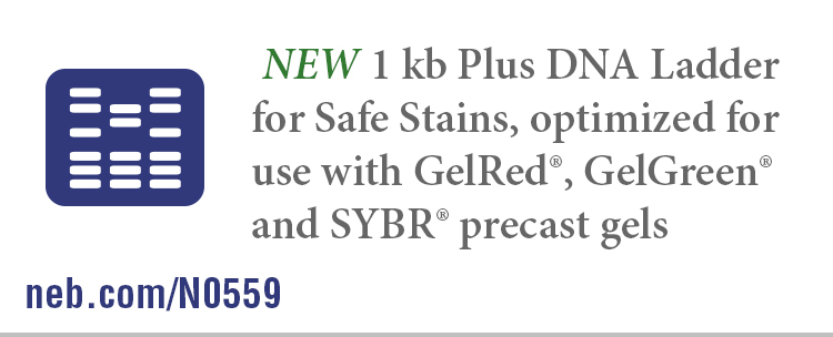 1 kb Plus DNA Ladder | NEB