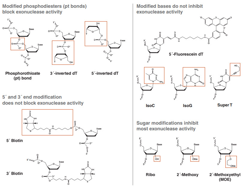 The effect of nucleic acid modifications on digestion by DNA ...