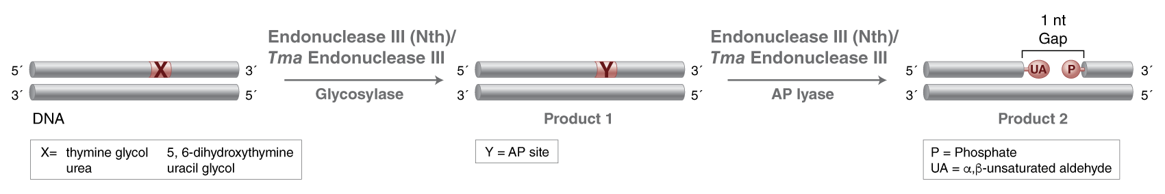 Activities of DNA Repair Enzymes and Structure-specific Endonucleases | NEB