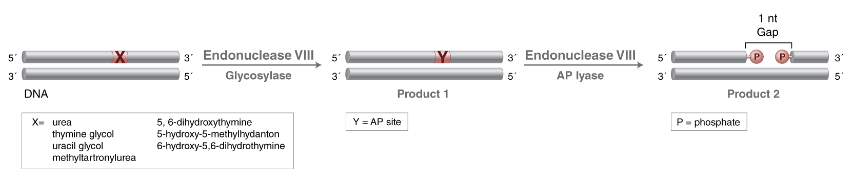Activities of DNA Repair Enzymes and Structure-specific Endonucleases | NEB