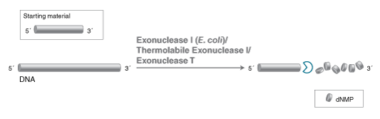Activities of Exonucleases and Non-specific Endonucleases | NEB