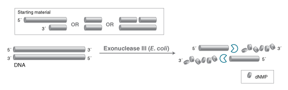 Activities of Exonucleases and Non-specific Endonucleases | NEB
