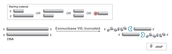 Activities of Exonucleases and Non-specific Endonucleases | NEB