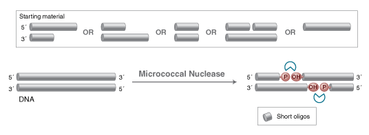 Activities of Exonucleases and Non-specific Endonucleases | NEB