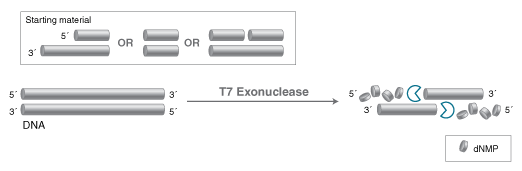 Activities of Exonucleases and Non-specific Endonucleases | NEB