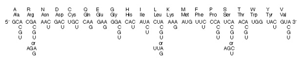 The Genetic Code | NEB