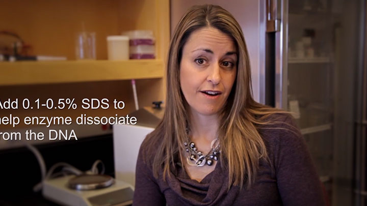 NEBcutter® V3.0 – Visualize a restriction digest on a virtual gel | NEB