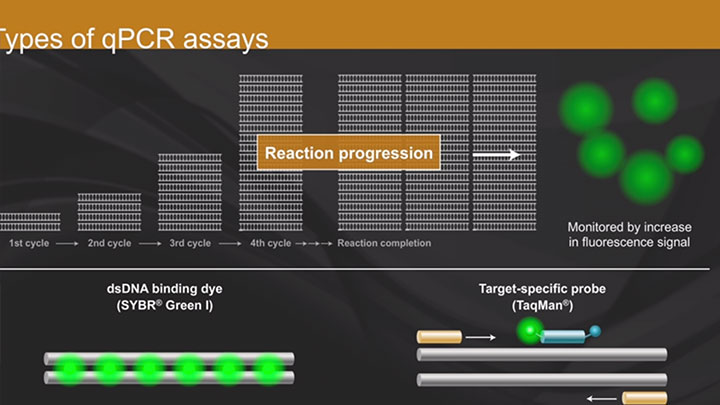 DNA Amplification, PCR & qPCR | NEB