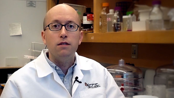 NEB LAMP Primer Design Tool Tutorial | NEB