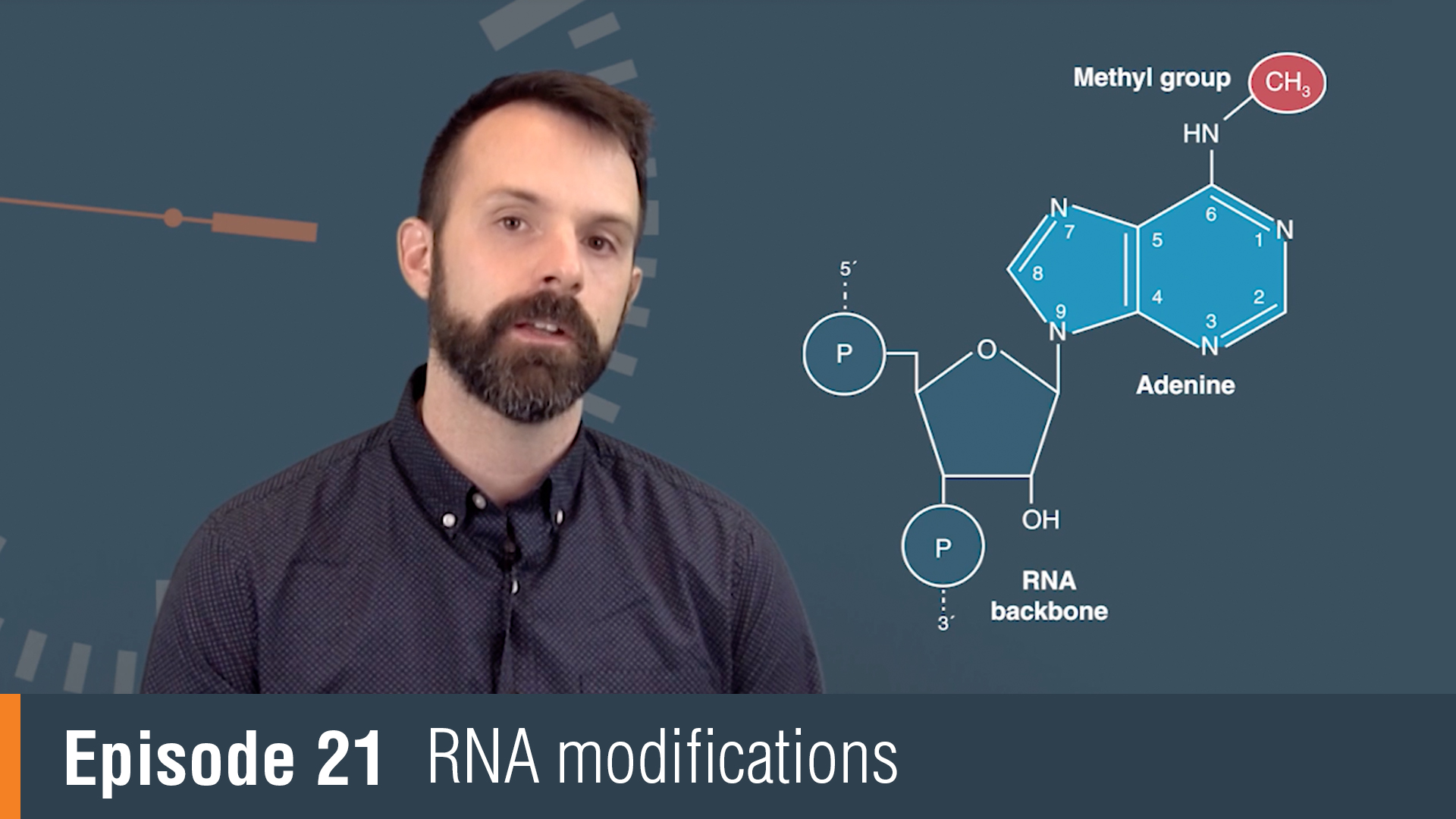 RNA 修饰 | NEB