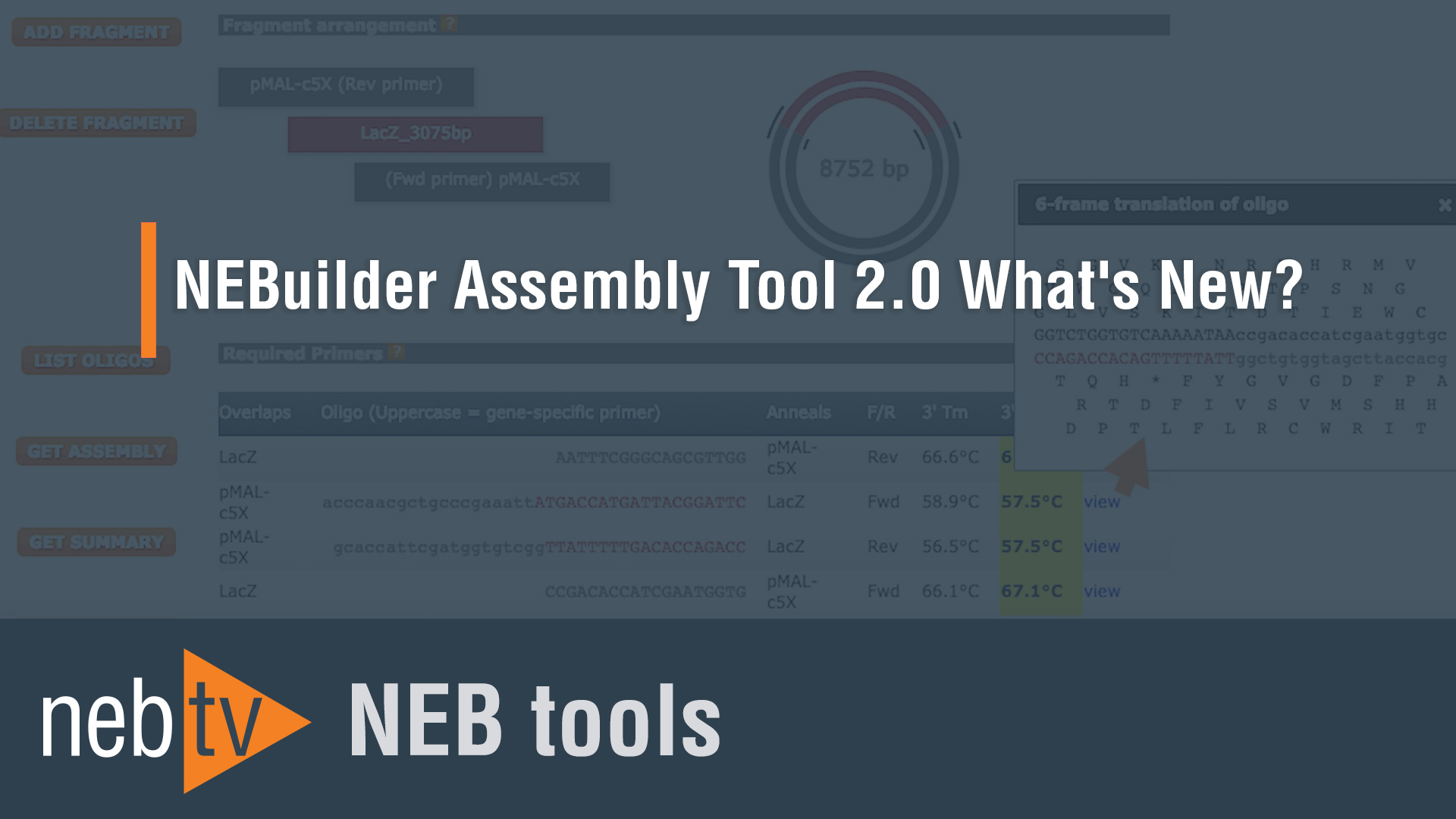 NEB® Primer Design Tools | NEB