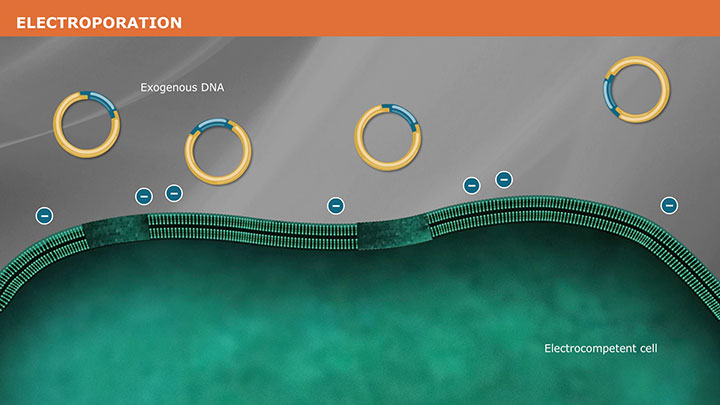 Cloning & Synthetic Biology | NEB