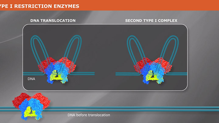 Function and Application of Type IIS Restriction Enzymes | NEB