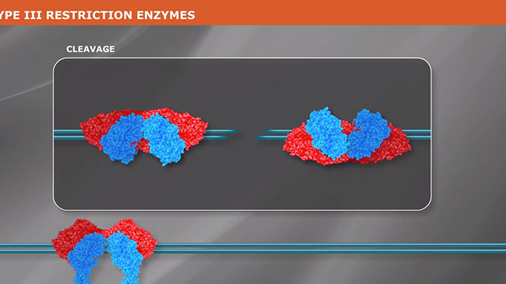 Restriction Enzyme Digestion | NEB