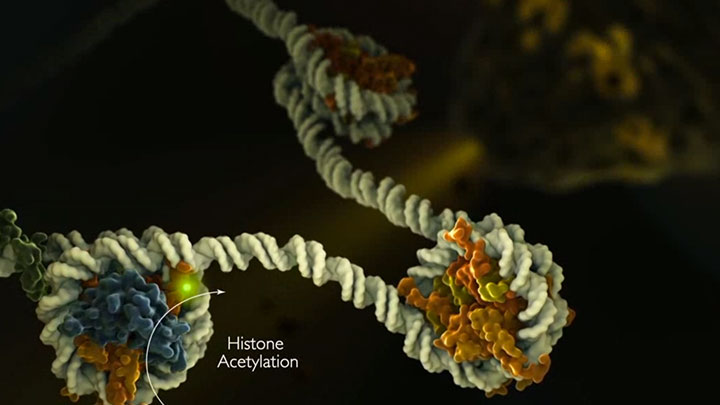 What Is Epigenetics? | NEB