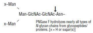 PNGase F (Glycerol-free), Recombinant | NEB