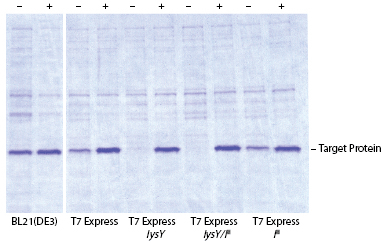T7 表达 lysY E. coli 感受态细胞（高效级） | NEB