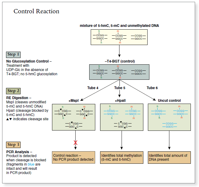 EpiMark® 5-hmC and 5-mC Analysis Kit | NEB
