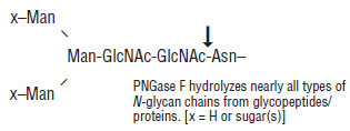 PNGase F, Recombinant | NEB